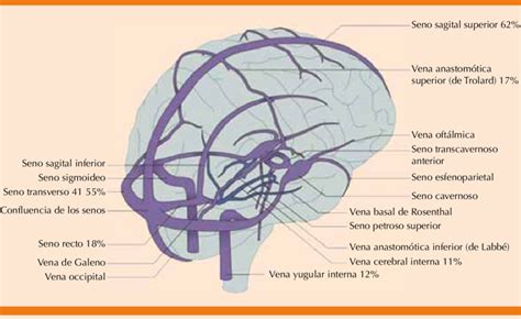 Anatomía del sistema venoso cerebral Download Scientific Diagram