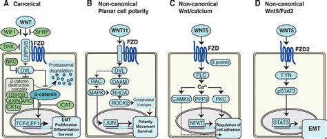 Schematics Of Wnt Signaling Pathways In Cancer Cells A Canonical Wnt