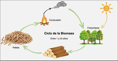 Ventajas y desventajas de la biomasa como fuente de energía renovable