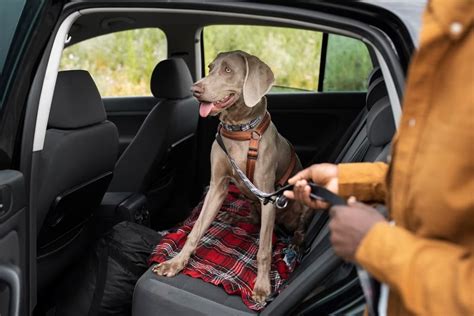 Saiba Como Transportar Seu Pet No Carro Conforme As Normas NoxCar
