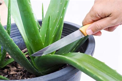 How To Root Aloe Vera Cuttings And Separate Pups