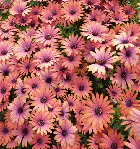 Fotografía completa de las plantas con flores rosas Foto Premium