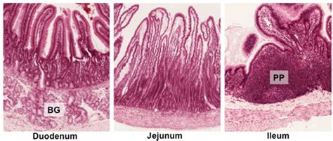 Duodenum Histology
