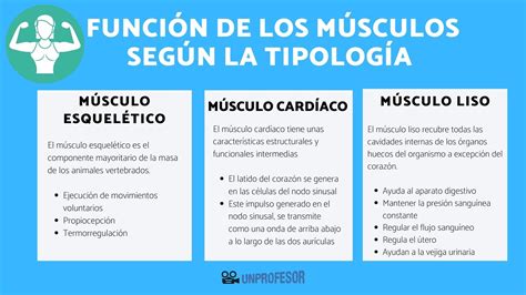 Función de los MÚSCULOS y del tejido muscular RESUMEN FOTOS