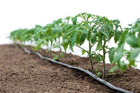 Estufa Irrigação Por Gotejamento Na Cultura De Tomate Foto de Stock