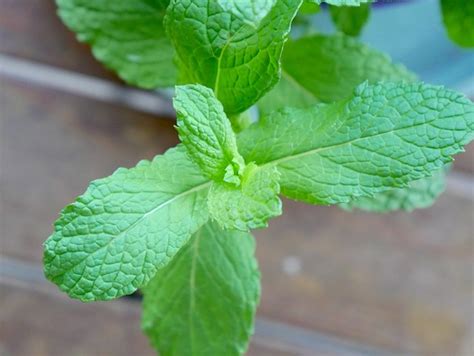 Hoja Menta Aromático Foto gratis en Pixabay Pixabay