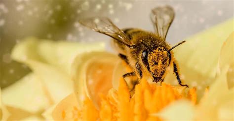 L anémogamie la pollinisation par le vent Dossier