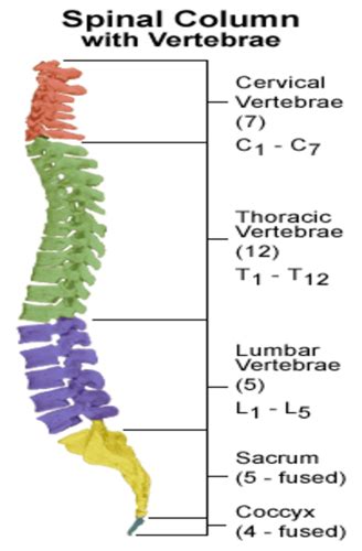 Spinal Anatomy Week 1 Flashcards Quizlet