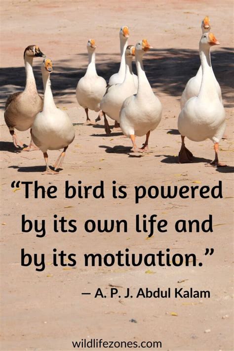 115 Inspirational Bird Quotes And Sayings WildlifeZones