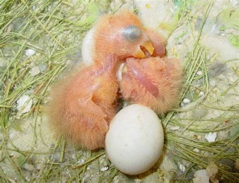 Los secretos de la puesta de huevos en gallinas Descubre cuándo