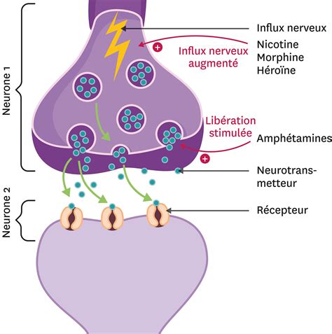 Les Effets Des Drogues Au Niveau Des Synapses 18450 The Best Porn Website