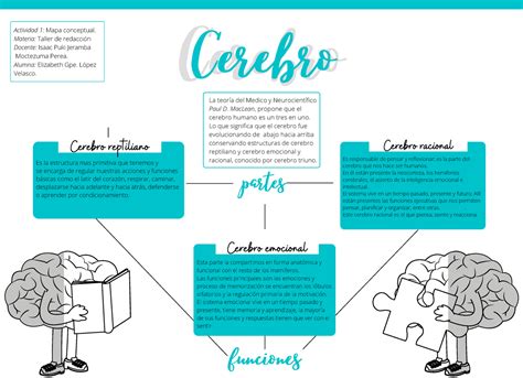 Top Imagen Mapa Mental Del Cerebro Humano Viaterra Mx