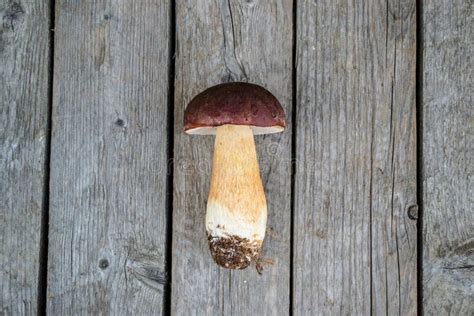 Brown Cap Porcini Mushroom Grow In Nature Stock Photo Image Of Autumn