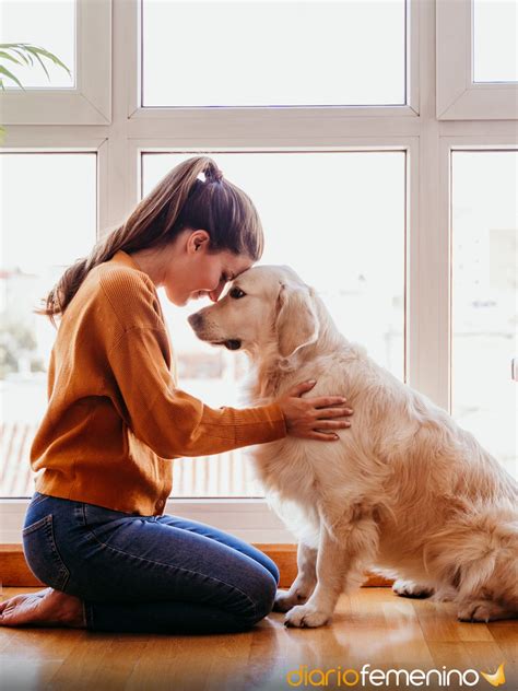 Total 59 Imagen Imagenes De Perros Con Frases De Reflexion Abzlocal Mx