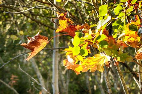 Automne Feuilles Arbre Photo Gratuite Sur Pixabay Pixabay