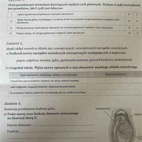 Pilne Proszę o pomoc Budowa i funkcje męskich narządów rozrodczych Do