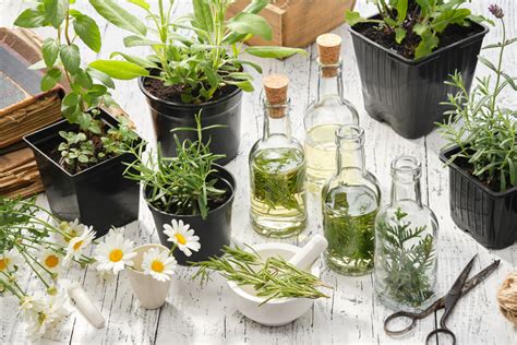 Plantas Medicinales Que Puedes Cultivar En Casa