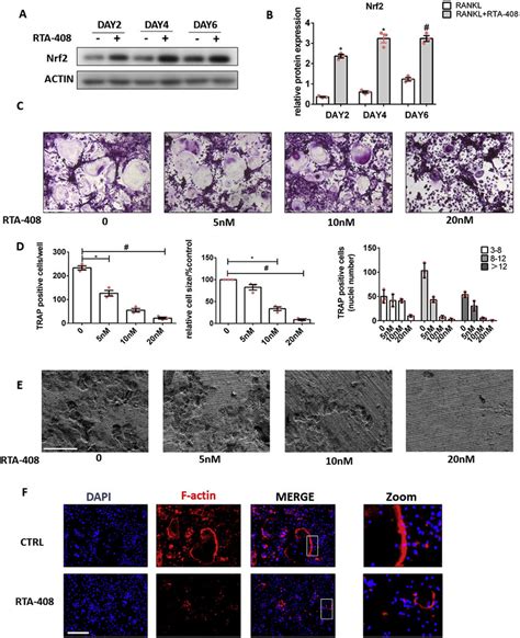 Rta Inhibits Rankl Induced Osteoclastogenesis In Vitro A Bone