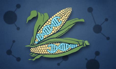 What Can CRISPR Do For Agriculture Deep Dive Into Crop Gene Editing S