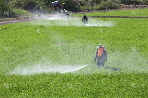 农民在稻田里喷洒农药