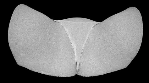 Scan Vagina 001 3D Model TurboSquid 2016555
