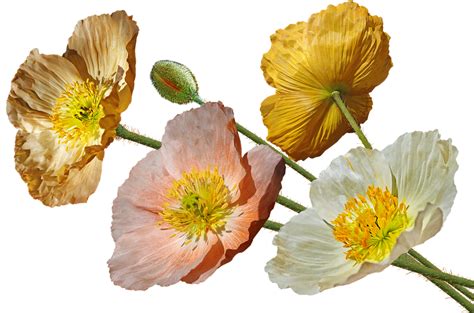 Mohnblumen Island Blumen Kostenloses Foto Auf Pixabay