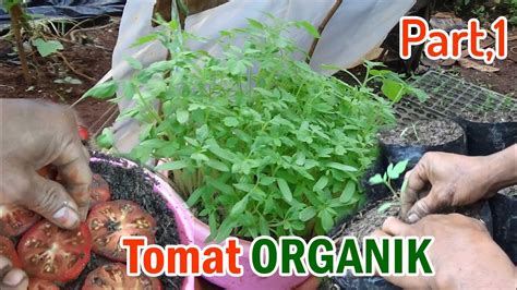 Begini Cara Menanam TOMAT ORGANIK Di Pekarangan Dengan Polybag PART 1