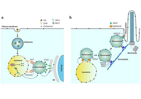 Peroxisomes In Intracellular Cholesterol Transport From Basic