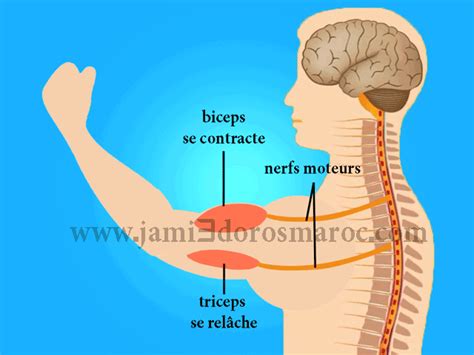 le système musculaire svt 3ème année collège PDF