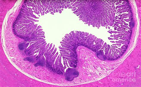 Mammalian Small Intestine Cross Section By Science Photo Library