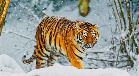 Hd Siberian Tiger Wallpaper
