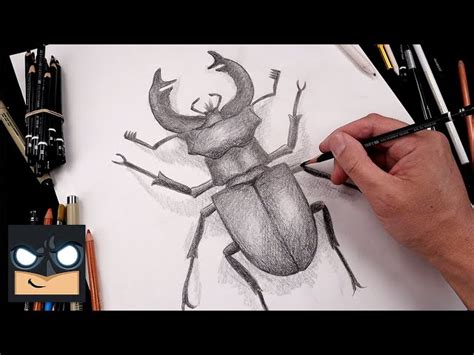 How To Sketch For Beginners Realistic Stag Beetle Tutorial Step By