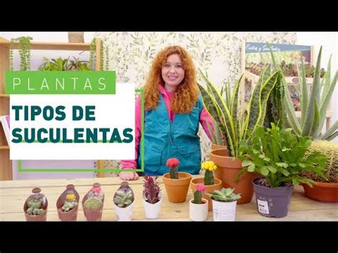 Descubre la belleza de las plantas suculentas en Verdecora Cáctus