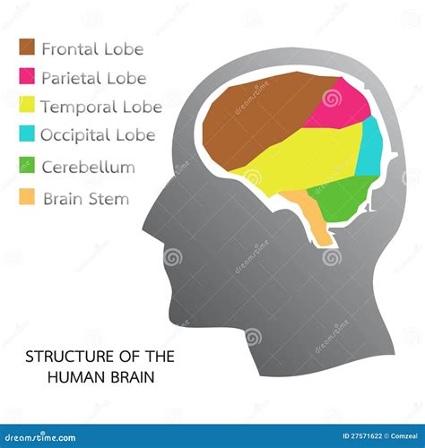 Estructura Del Cerebro Humano Fotografía de archivo Imagen 27571622