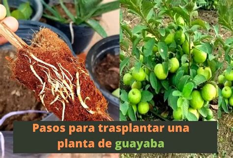 Consejos Para Trasplantar Una Planta De Guayaba Wiki Agronomia