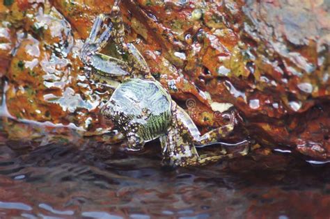 Crabs Under The Rocks By The Sea Stock Photo Image Of Crustacean