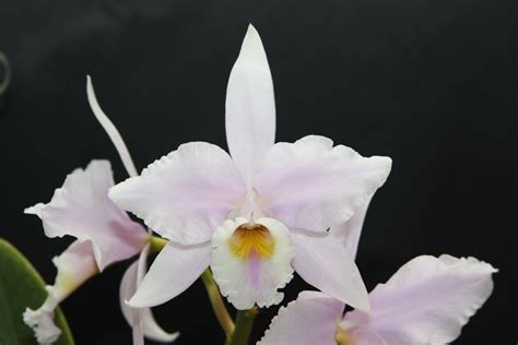 Orquídeas Terra