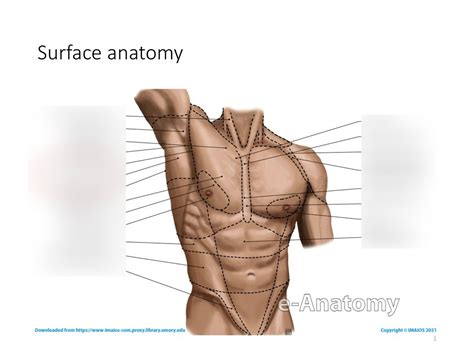 Thorax Surface Anatomy Diagram Quizlet