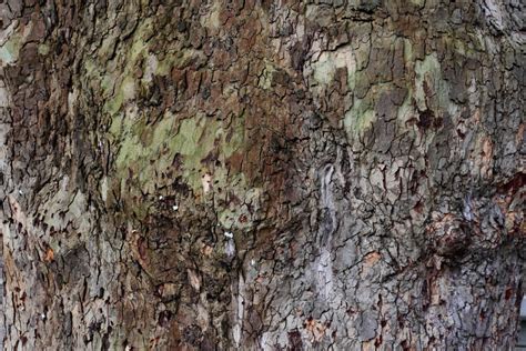Free Images Tree Branch Wood Texture Leaf Flower Trunk Wall