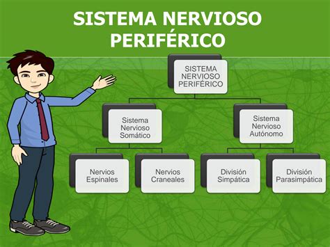 SOLUTION Sistema Nervioso Perif Rico Y Sistema Endocrino Studypool