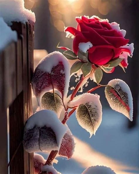 Pin By Kurdistan Median Empire On Flowers Flower Painting Red