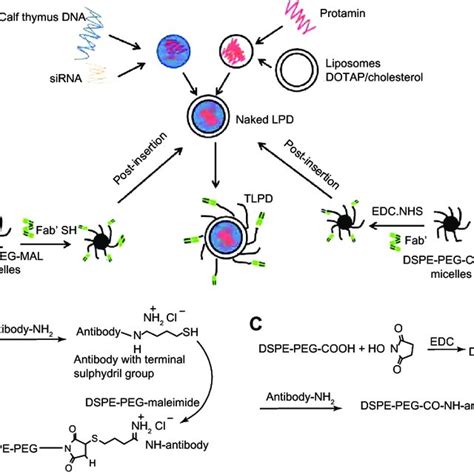 A Procedures Involved In Developing Naked Lpd And Tlpd B