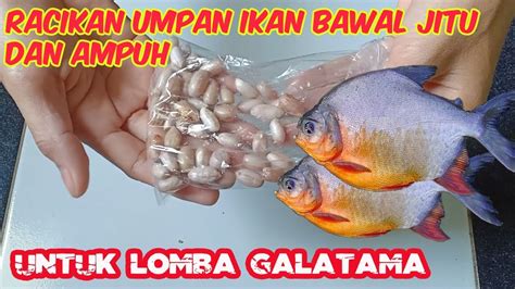 Umpan Ikan Bawal Jitu Dan Ampuh Bahan Kacang Tanah Youtube