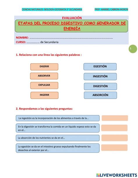 El Proceso Digestivo Online Activity