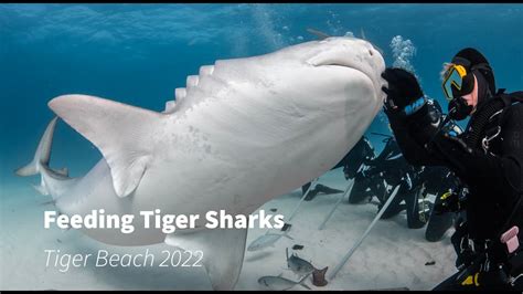 Feeding Tiger Sharks Alimentando Tubarões Tigre Alimentando