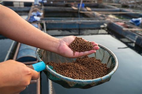 A Brief History Of Aquaculture The Healthy Fish