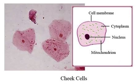 Human Cheek Cells Under A Microscope