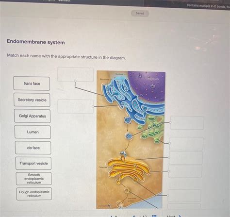 Solved Contains Multiple P Bonds Fou Saved Endomembrane Chegg