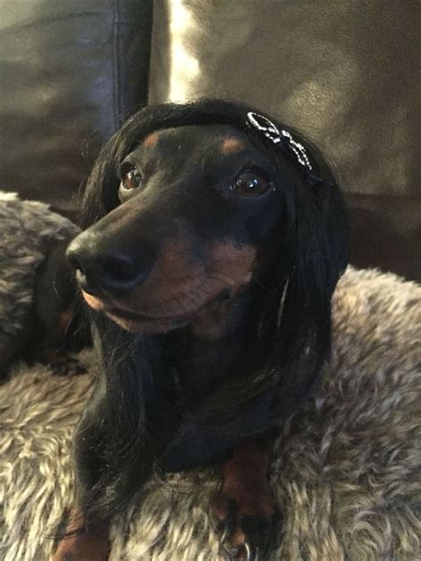 Épinglé par stefanie menten sur honden