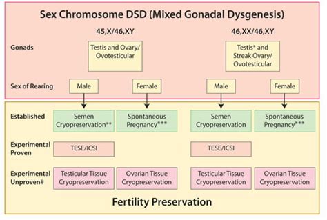 ijms free full text disorders of sex development—novel regulators impacts on fertility and